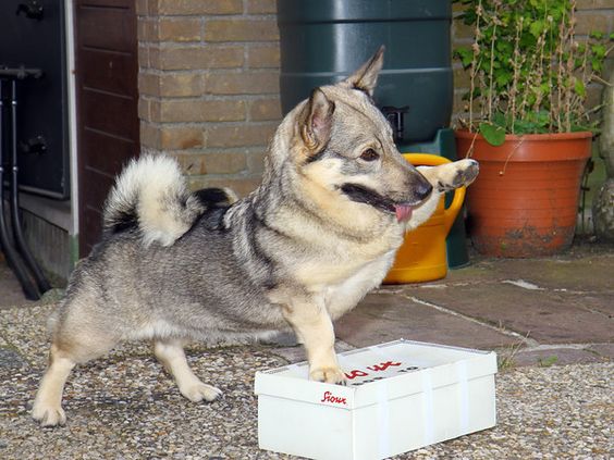 Meet The Viking Dog - Ingebretsen's Nordic Marketplace