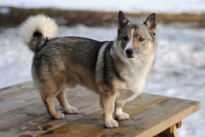 Meet The Viking Dog - Ingebretsen's Nordic Marketplace