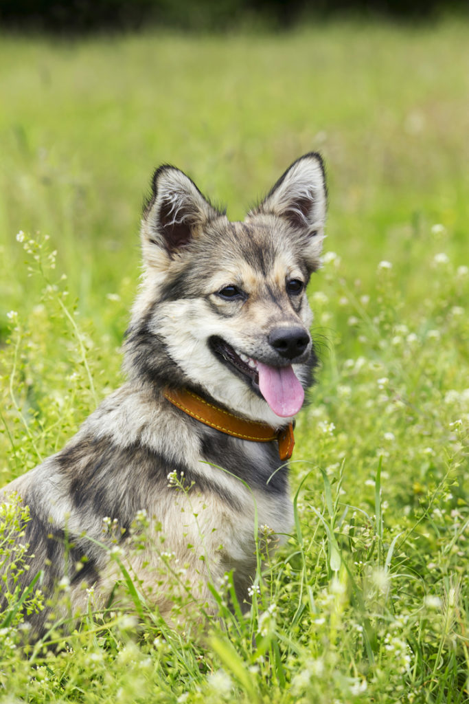 Meet The Viking Dog - Ingebretsen's Nordic Marketplace