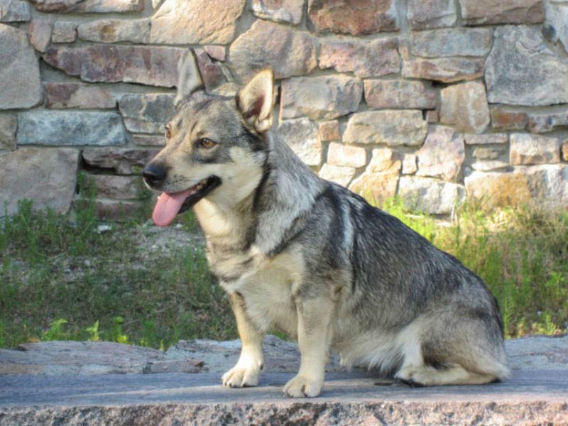 Meet The Viking Dog - Ingebretsen's Nordic Marketplace