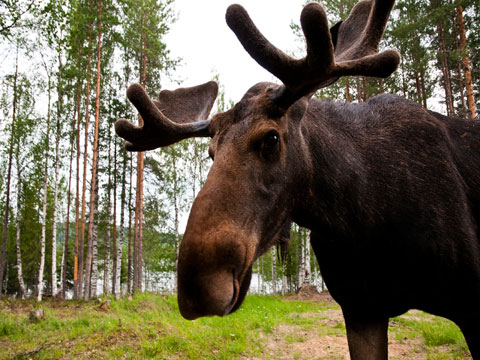 Nordic Forest Creatures - Ingebretsen's Nordic Marketplace